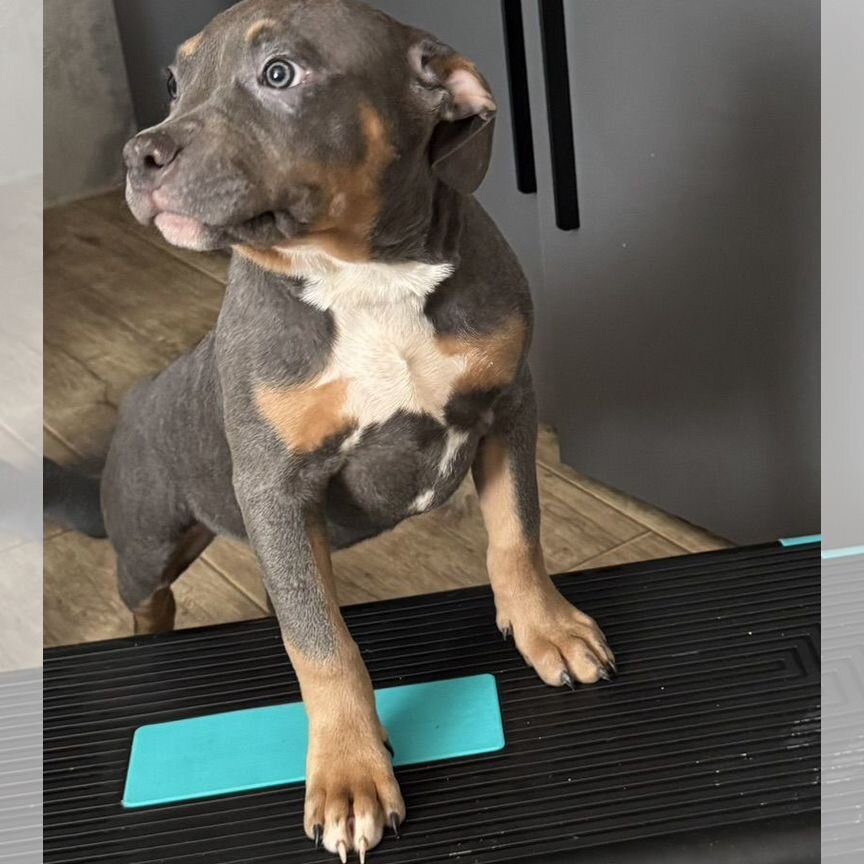 Американский булли, щенок