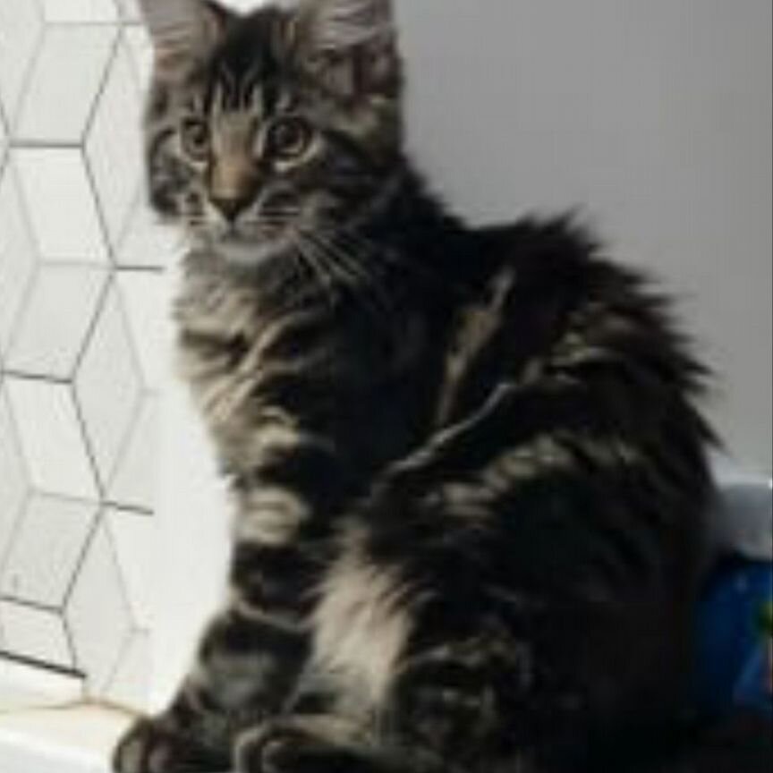 Мейкун котенок 3 месяца