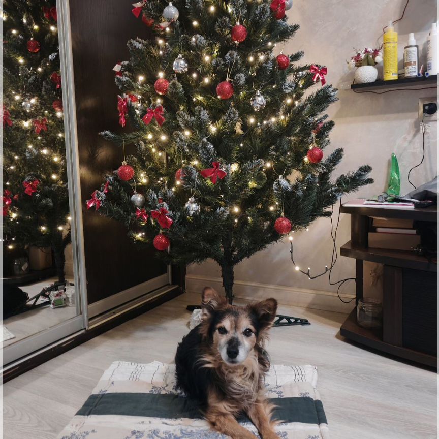 Взрослый пёс в добрые руки