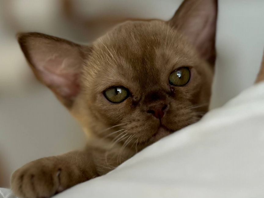 Бурманские котята