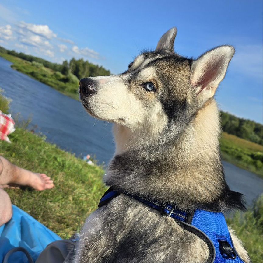 Сибирский хаски