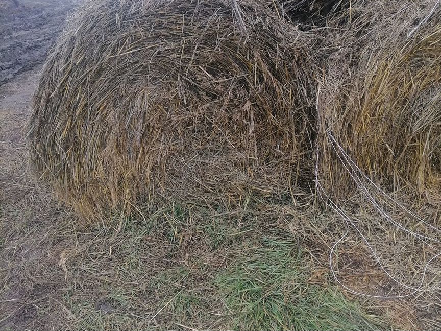 Сено в тюках