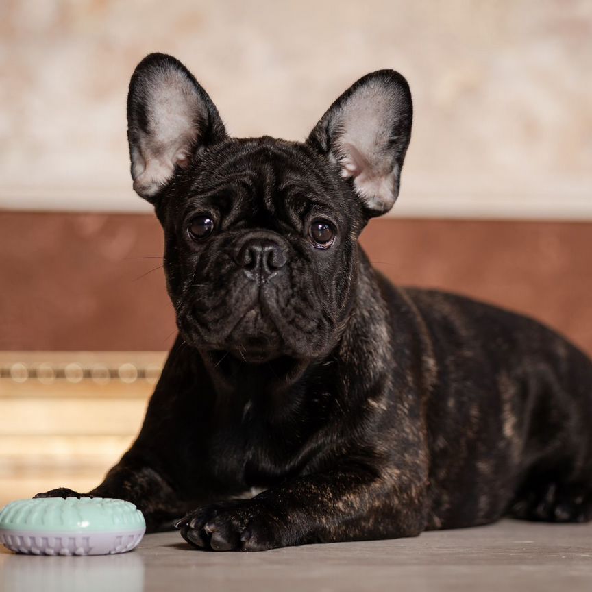 Французский бульдог, щенок