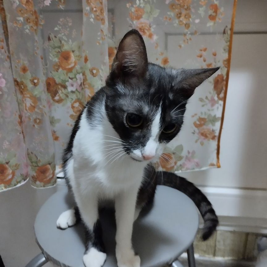 Кошки в добрые руки