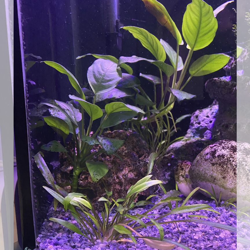 Анубиас и криптокарина