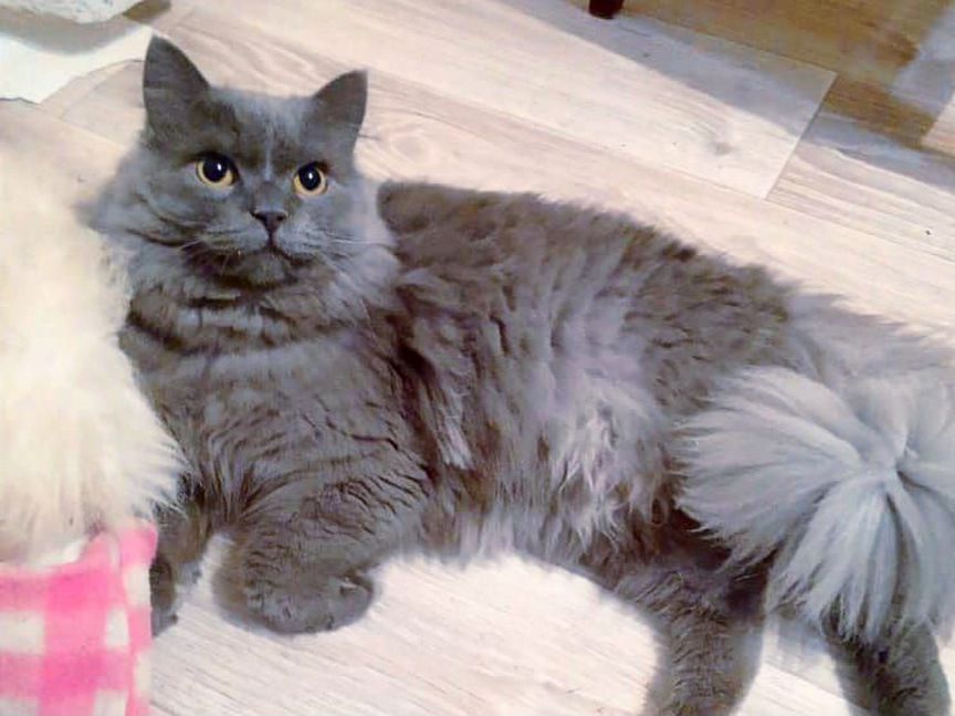Кошка серая пушинка