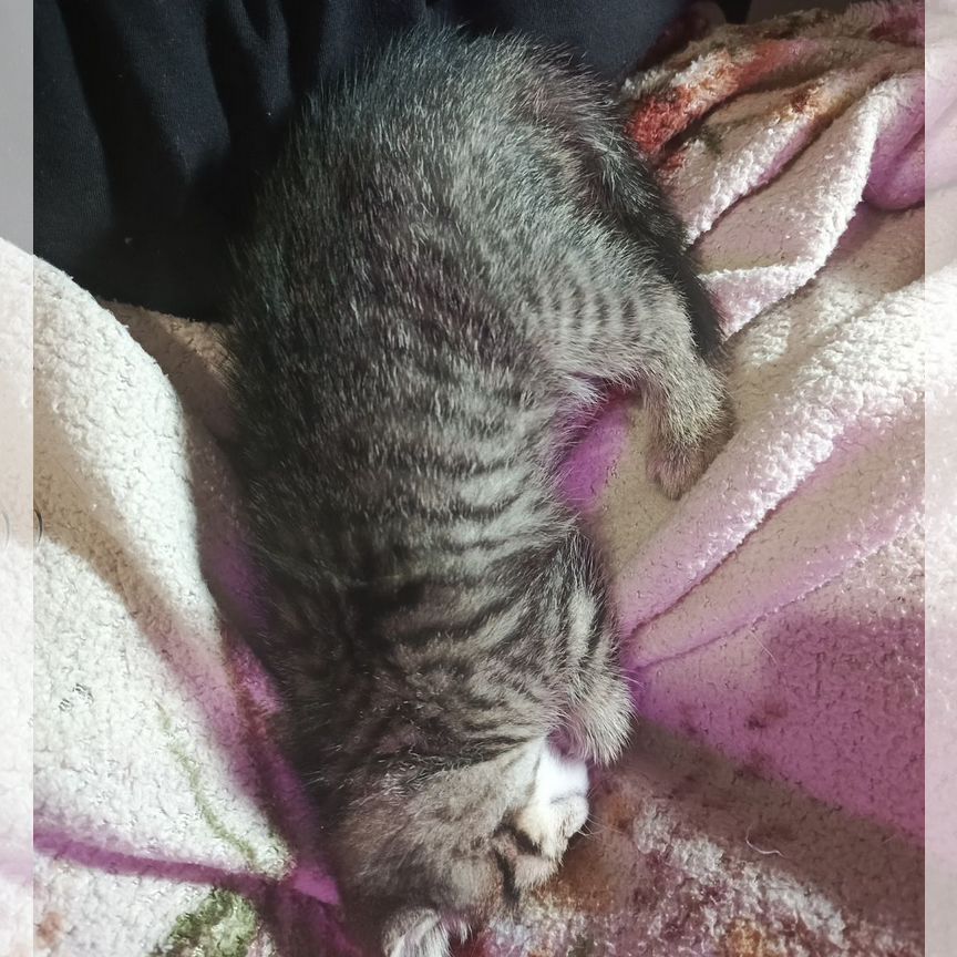 Котёнок от частного владельца