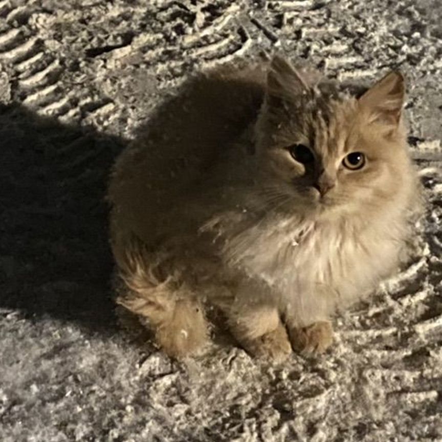 Рыжая малышка в добрые руки