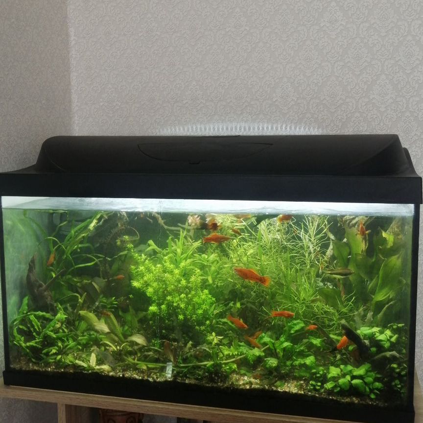 Аквариум Тетра