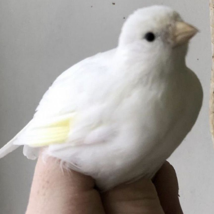 Канарейка-кенарь