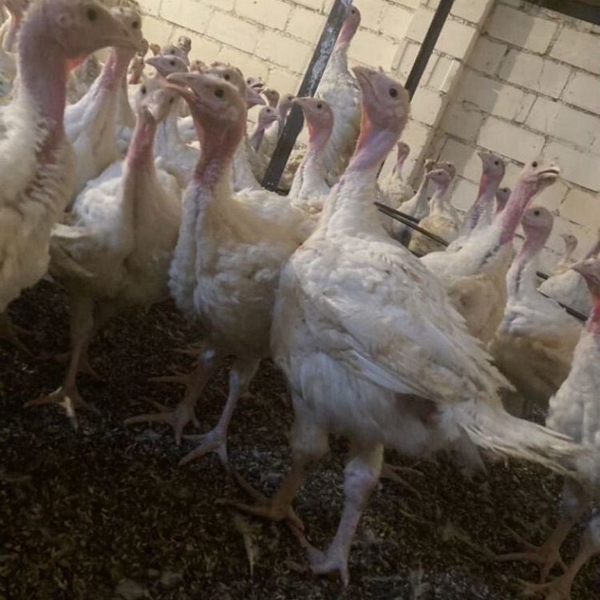 Индюки индюшата