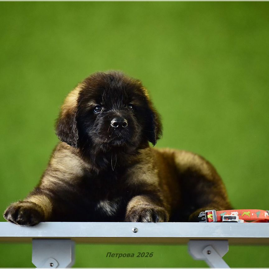 Леонбергер, щенок