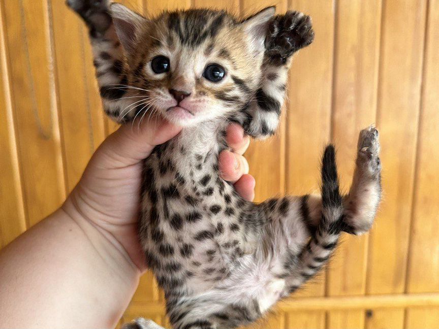 Бенгальские котята