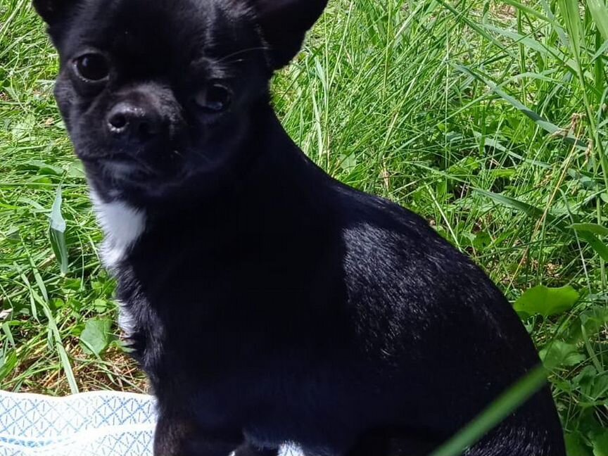 Вязка кобель чихуахуа 2 года держите семеро