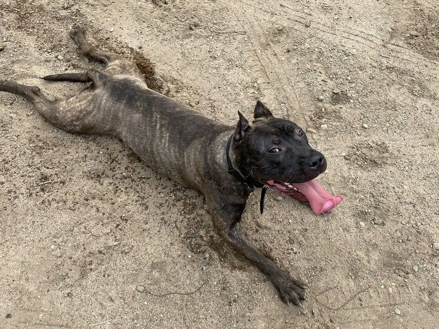 Американский питбультерьер