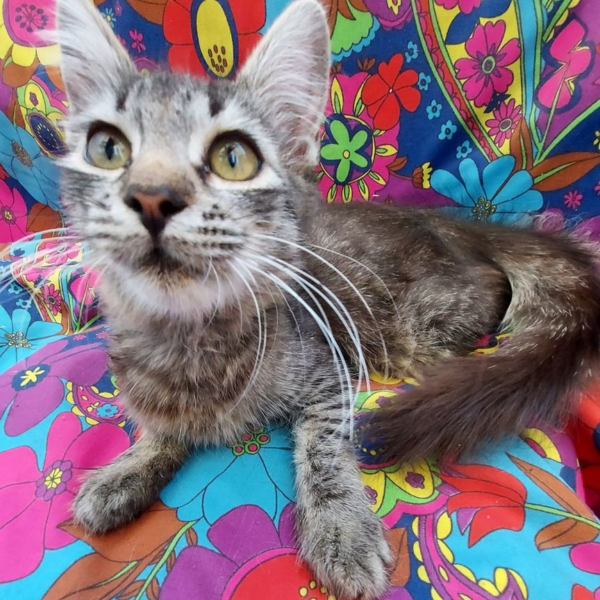 Выберите меня, умоляю