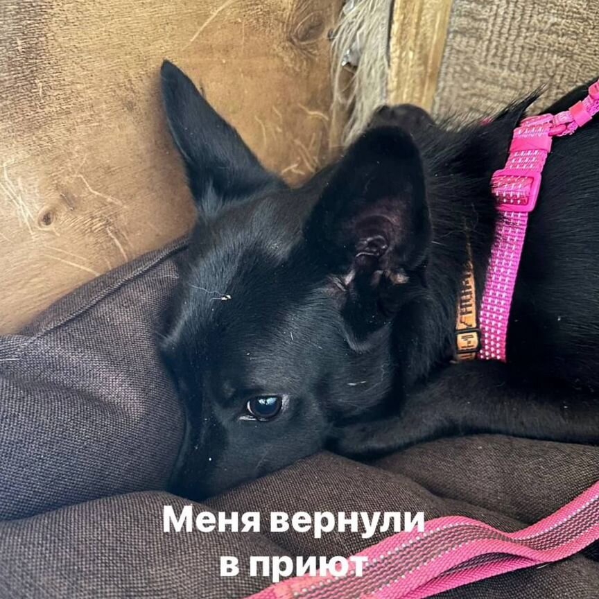 Взрослый пёс в добрые руки