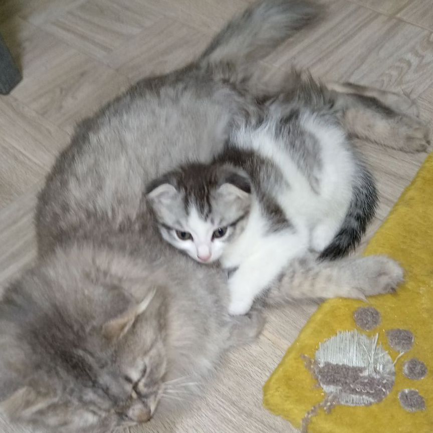 Котёнок в добрые руки