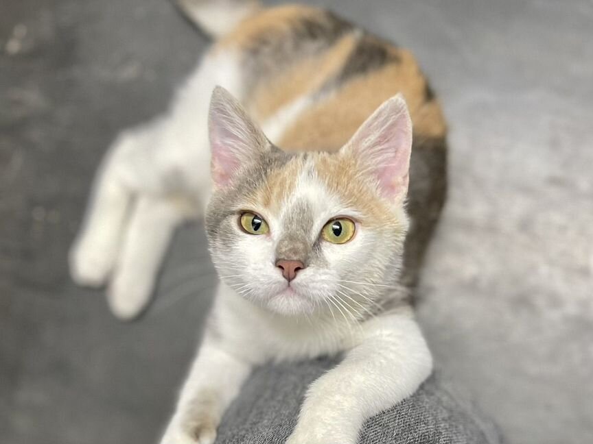 Котенок