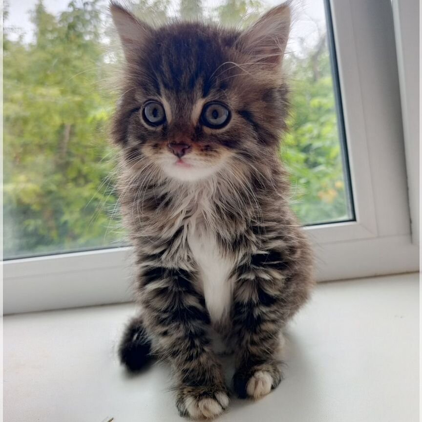 Котёнок в добрые руки