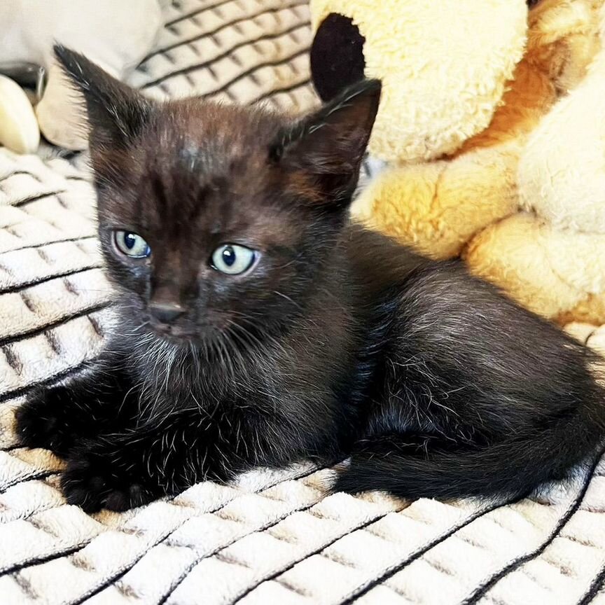Котёнок в добрые руки