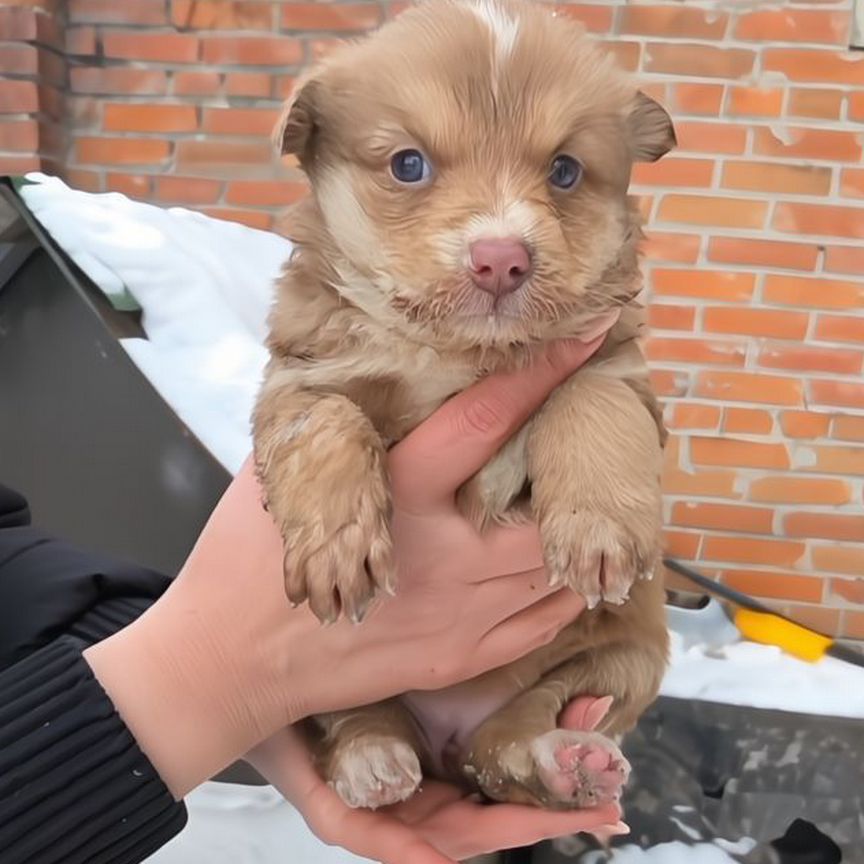 Щенок в добрые руки