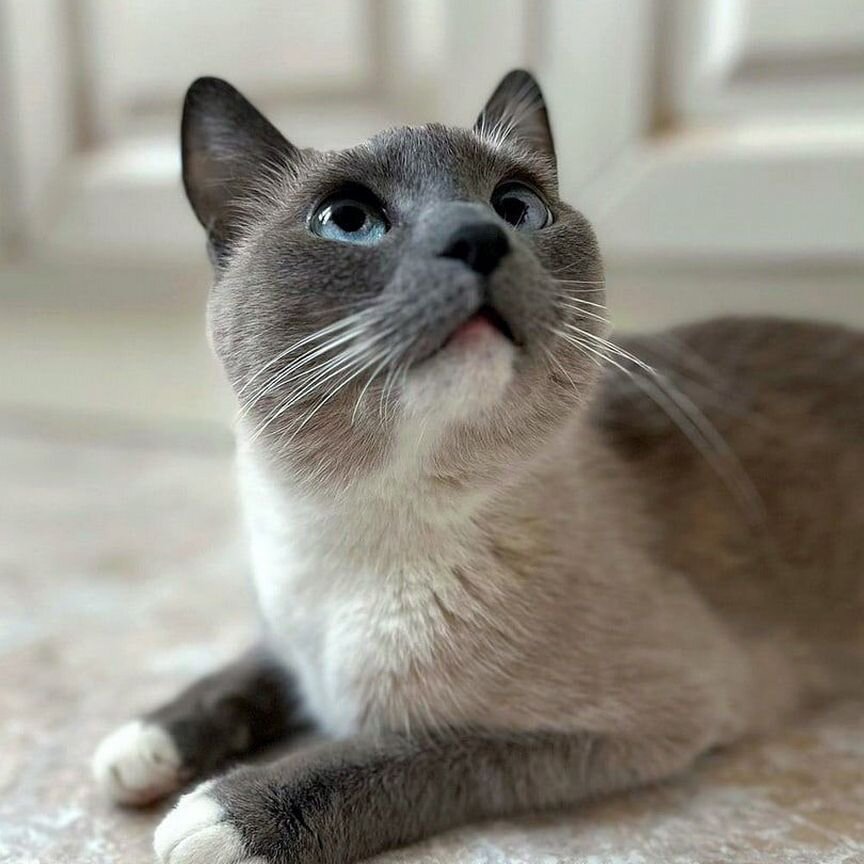 Мурчуенья Герда, 2 года. Ищем доброго хозяина