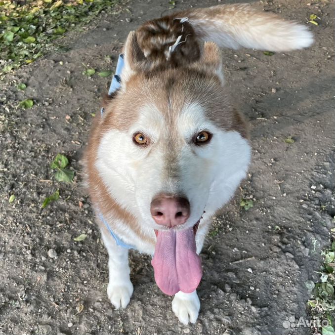 Молодая хаски попала в приют