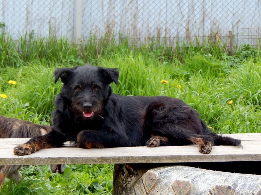 Красавице Дейзи нужна передержка/дом