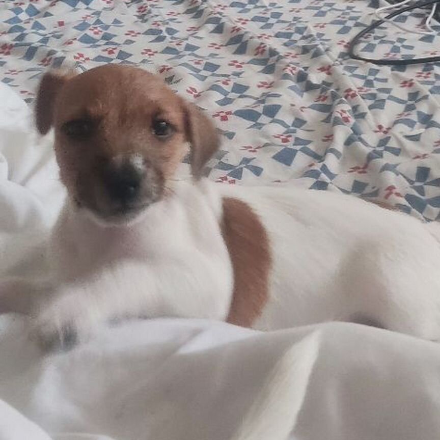 Джек-рассел-терьер, щенок