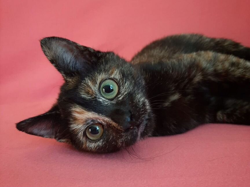 Удивительная котенок Мотя 4 месяца в добрые руки