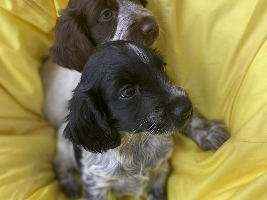 Русский спаниель.щенки