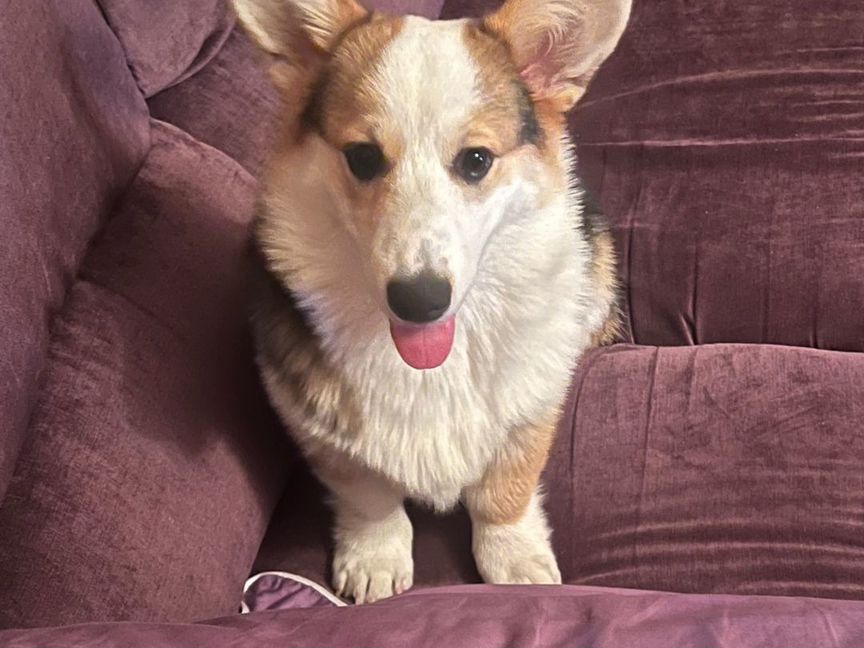 Вельш-корги пемброк