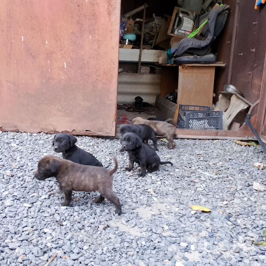 Собаки щенки кане корсо