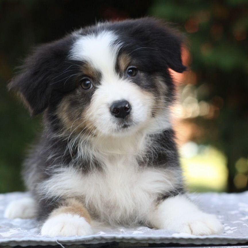 Щенки Австралийской Овчарки