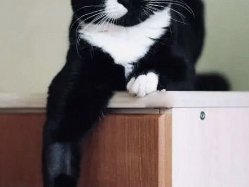 Маркизный котенок в дар в добрые руки
