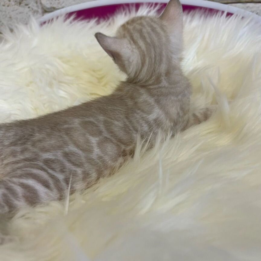 Бенгальские котята
