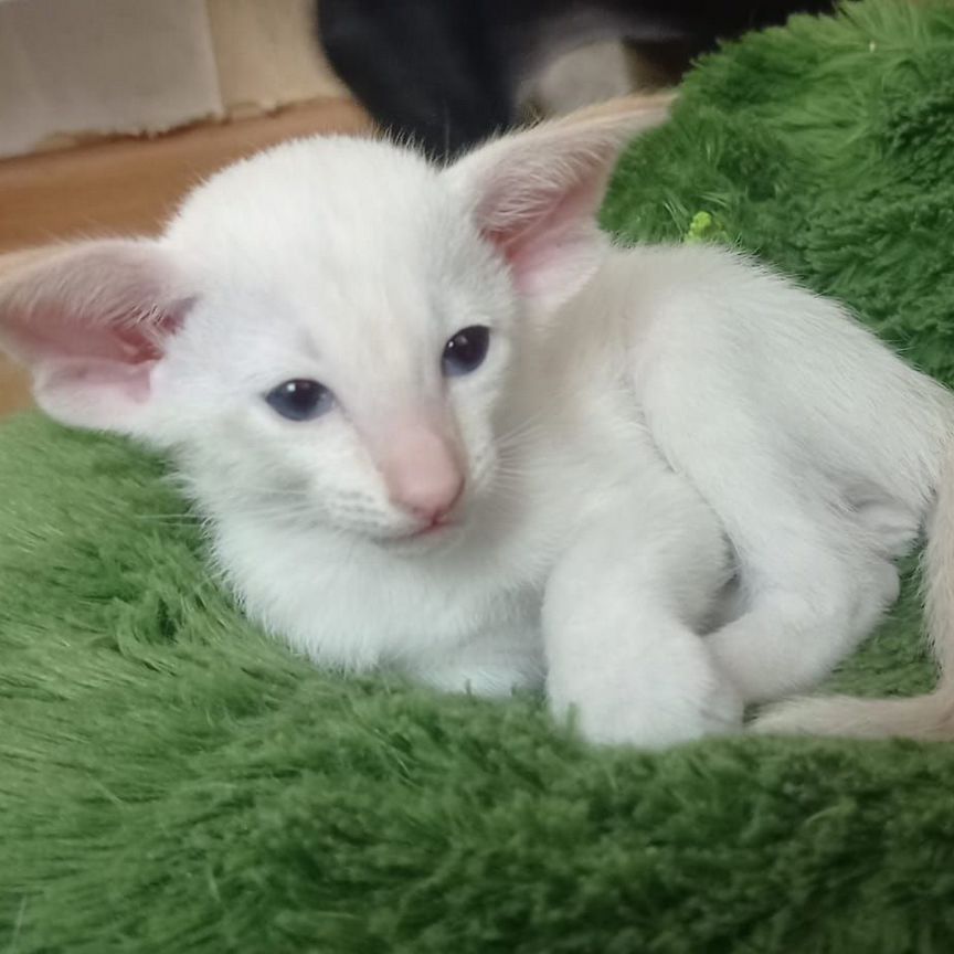 Коты орики