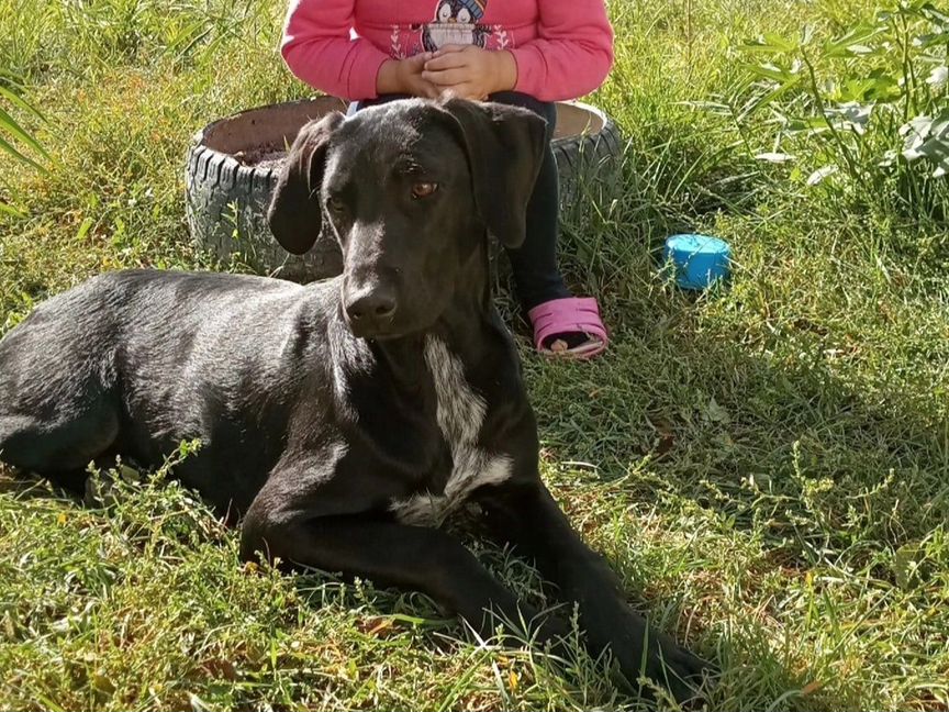 Щенок ищет дом