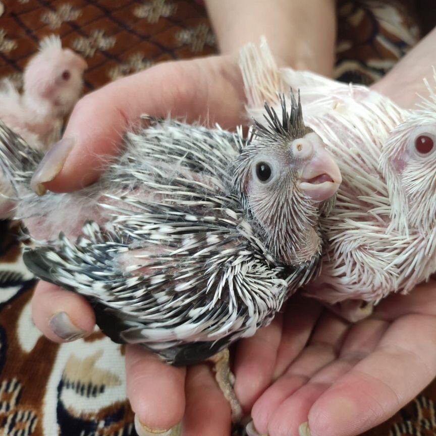Попугай корелла выкормыш