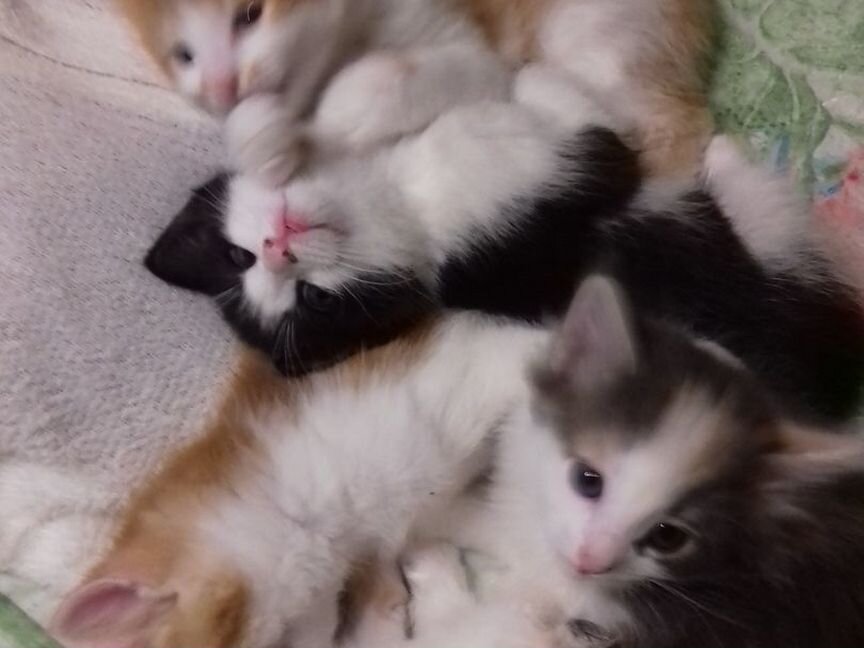 Котята