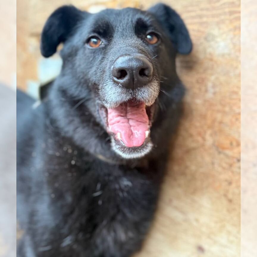 Взрослый пёс в добрые руки