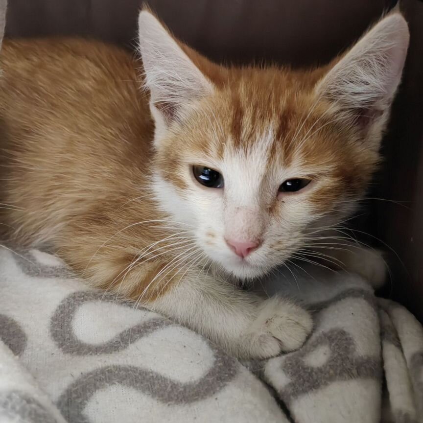 Рыжий котенок 2,5 мес мальчик
