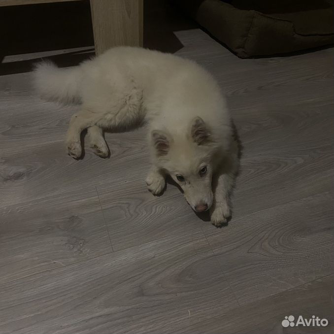 Помски mini хаски