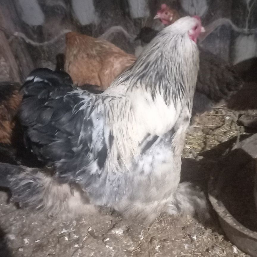 Продам породистых петухов Брама
