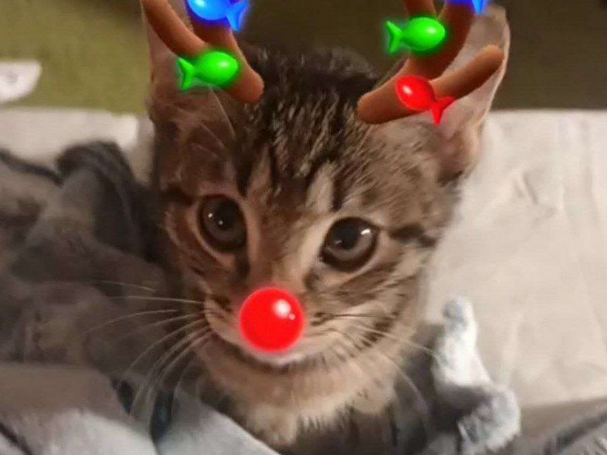 Котёнок в добрые руки