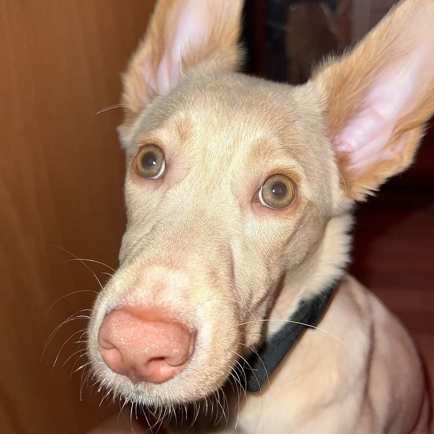 Отдаю собаку так как работаю до поздна перси