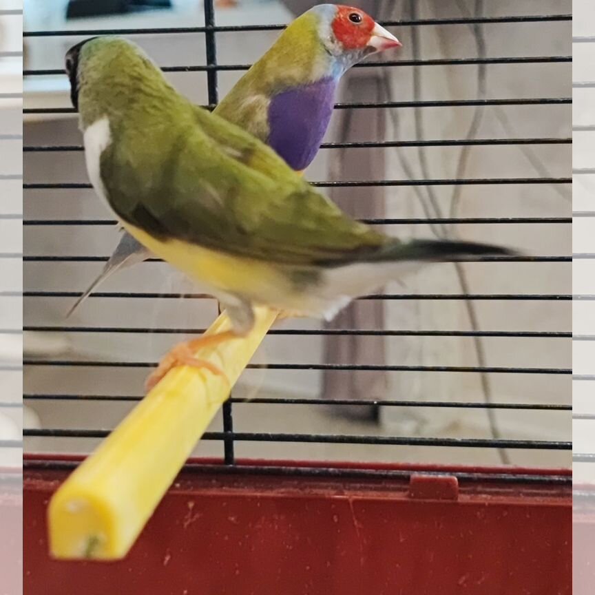 Амадины Гульда