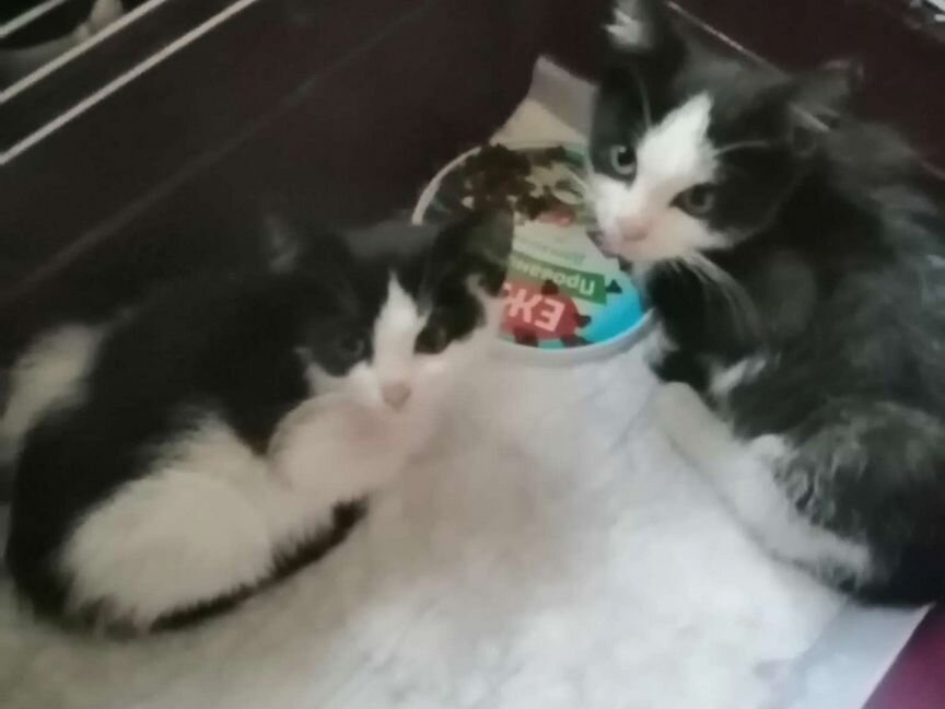 Прошу помощи