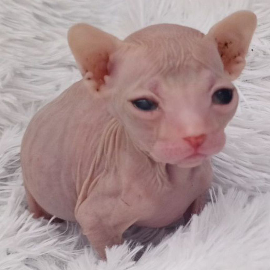 Донской сфинкс котёнок